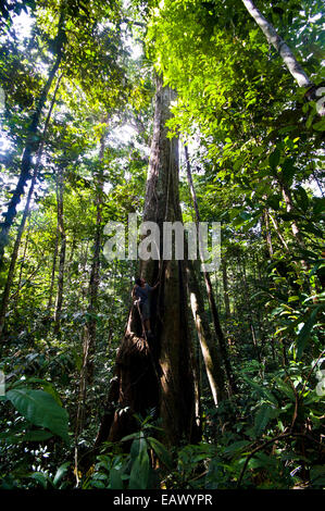 The Kapok tree is an emergent tree of the tropical rain forests of ...