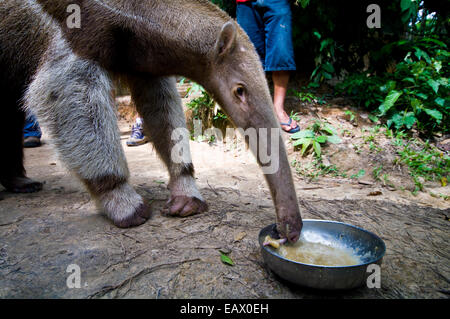 a Giant Anteater (Ant Bear) feeding on ants in the Peruvian Amazon ...