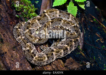 Young Fer-de-Lance, Bothrops asper, snake, Surama Jungle, Rupununi ...