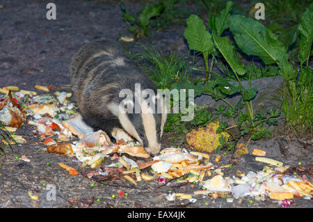 Badgers being fed on food waste from the restaurant of the Badger Bar ...