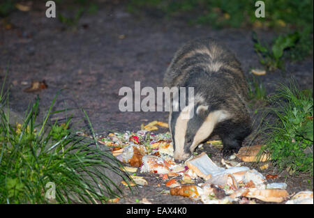 Badgers being fed on food waste from the restaurant of the Badger Bar ...