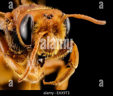 This close-up photograph shows an Andrena vanduzeei bee, an endemic ...