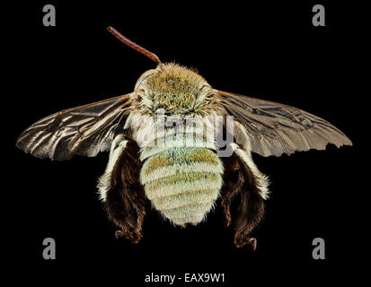 A male Amegilla bee from Australia, photographed showing its ...