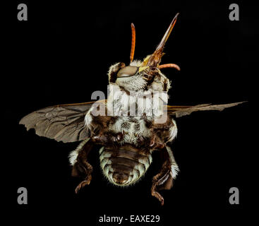 A close-up of a male Amegilla bee, showcasing its long tongue ...