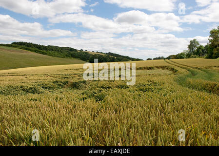 Lodged wheat crop, partially flattened by a summer storm, Berkshire ...