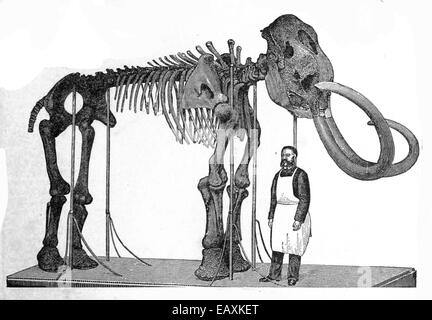 Mammuthus primigenius, commonly known as the woolly mammoth, is a ...