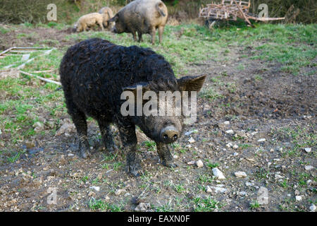 Curly pig of Hungarian breed Mangalitsa. mangalitsas curly hair hogs ...