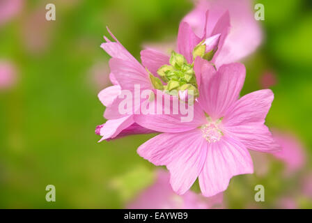 Alcea pallida pink flowers Stock Photo - Alamy