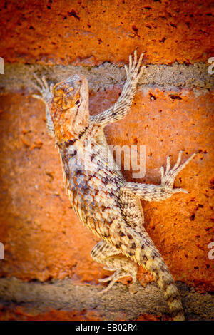 Close up lizard on the brick wall at night. Abstract background brick ...
