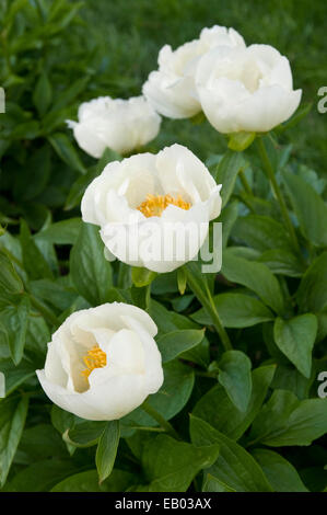 Peony (Paeonia Starlight Stock Photo - Alamy