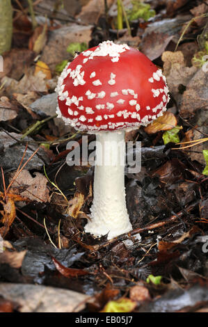 Amanita muscaria. fly agaric toadstool Stock Photo - Alamy