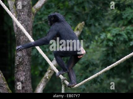 bonobo, pygmy chimpanzee (Pan paniscus), standing upright with pup ...