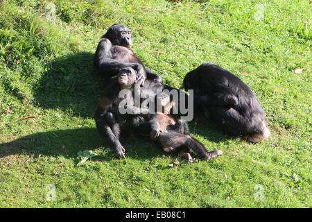 Family group of chimpanzees (Pan Paniscus), parent carying baby chimp ...