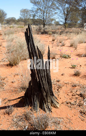 Desert Dead tree stump in Namib Naufluft Park Namibia Stock Photo - Alamy