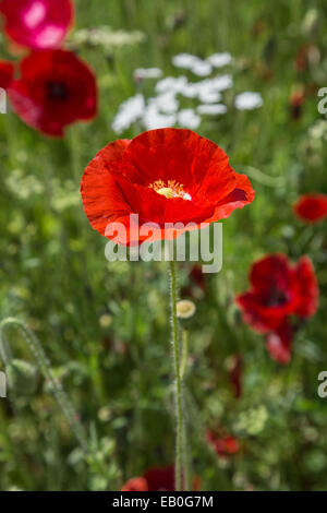 Green poppy field with cow in summer Stock Photo - Alamy