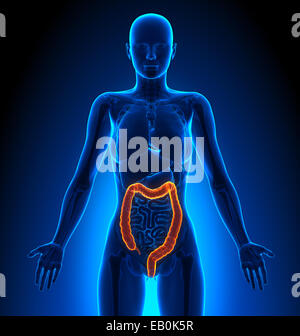 Human colon, illustration Stock Photo - Alamy