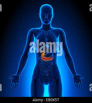 Illustration of female pancreas anatomy Stock Photo - Alamy