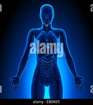 Anatomy of the larynx Stock Photo - Alamy