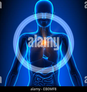 Xray thymus internal organ 3D rendering illustration with male body ...