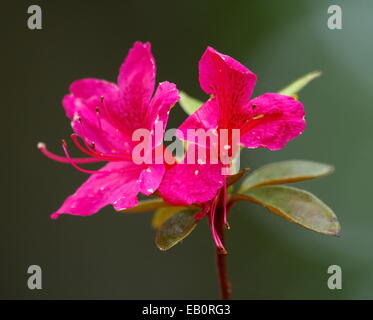 azalea Rhododendron kaempferi Stock Photo - Alamy