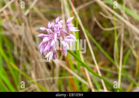 Purple Tassels (Sowerbaea laxiflora) flower growing in Perth, Western ...