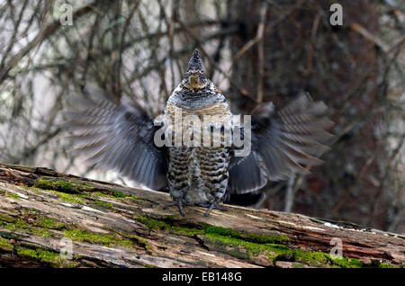 Ruffed Grouse, male, drumming Spring courtship display Rocky Mountains ...