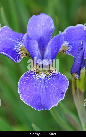 Caesar's Brother Irises, a Siberian Iris variety, in a meadow Stock ...
