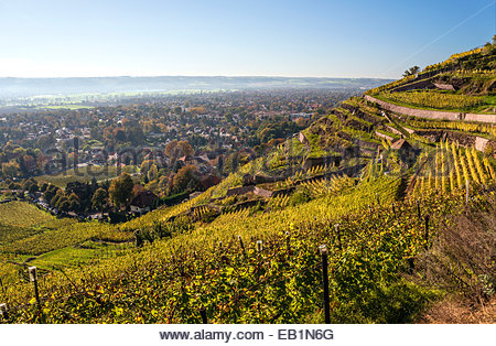 Panorama of the Radebeul Vineyards in Autumn, Elbe Valley, Saxony Stock ...