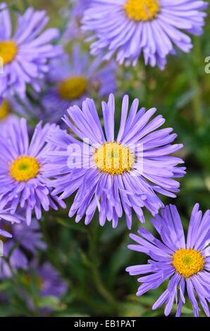 Aster alpinus ‘Goliath’, Alpine aster ‘Goliath' flowering in a rock ...
