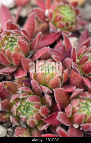 Houseleek plant, Sempervivum species, leaf rosettes with growing flower ...