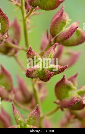 Dictamnus albus Dictamnus albus Stock Photo - Alamy