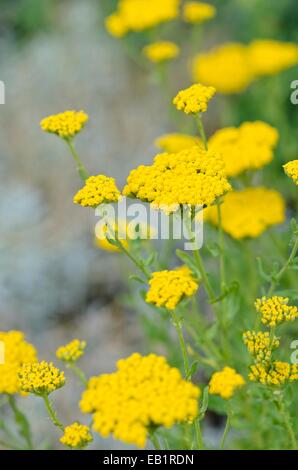 sweet yarrow, achillea ageratum Stock Photo - Alamy