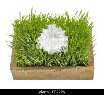Flower display in wooden planter, Westerleigh Village Green, South ...