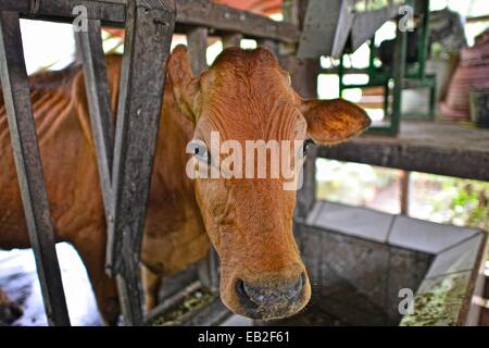 Cow Manure Is Collected to Extract Methane Gas to Produce Electricity ...