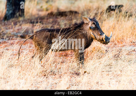Large male warthog standing in a mud pool with bending knees cooling ...