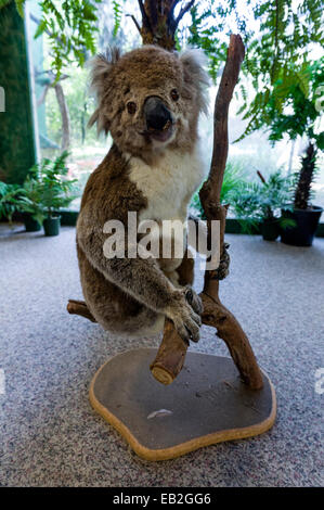 The head and fluffy fur of a taxidermy Koala in a zoo classroom for ...