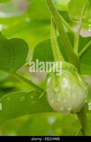 Green Cockroach berry on tree Stock Photo - Alamy