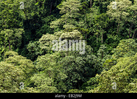 Dense evergreen forests and highland trees cover the steep slopes of a ...