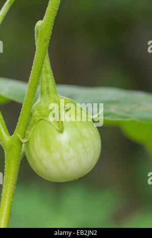 Green Cockroach berry on tree Stock Photo - Alamy