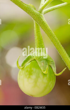 Green cockroach berry on nature plant tree Stock Photo - Alamy