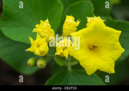 yellow geiger (Cordia lutea Stock Photo - Alamy