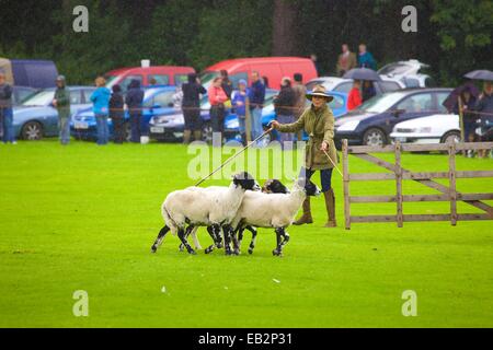 Katy Cropper in the rain competing at Patterdale Dog Day near ...