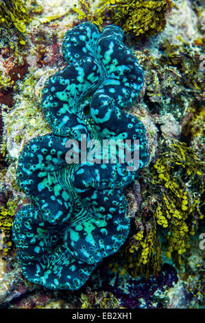 The iridescent neon blue lips of a Giant Clam on a tropical coral reef ...