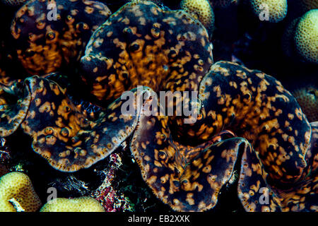 The mosaic mottled flesh on the lips of a Giant Clam on a tropical reef ...