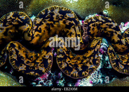 The mosaic mottled flesh on the lips of a Giant Clam on a tropical reef ...