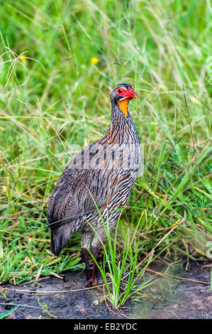 Adult red-neck spurfowl, pternistis afer, in the grasslands of the ...