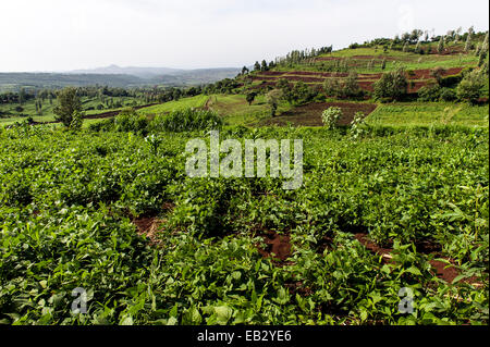 Lush green hillside with rows of crops under a partly cloudy sky ...