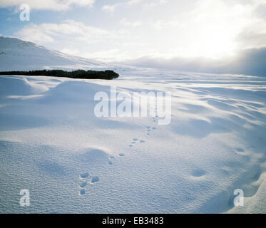 Lochan na h-Earba, Glen Spean, Invernes shire, Scotland, UK Stock Photo ...