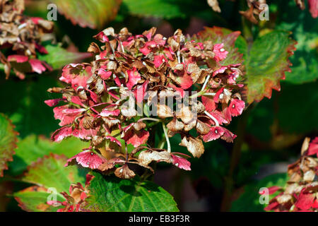 HYDRANGEA, HORTENSIA, MOP HEAD,POM-POM, BUDS & FLOWER PINKS Stock Photo ...