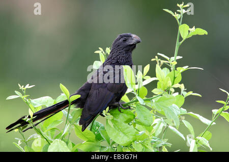 Groove-billed Ani - Crotophaga sulcirostris tropical bird in the cuckoo ...